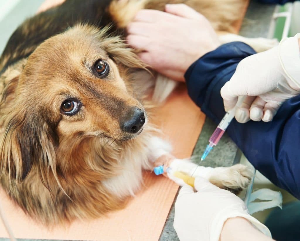 How Much is Blood Work for a Dog: Ultimate Cost Guide 2026 - Pawflick